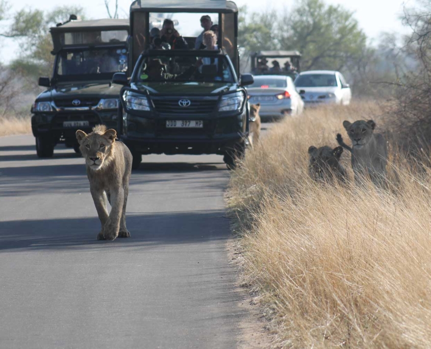 Why Choose Kruger Park Tours for your African Safari